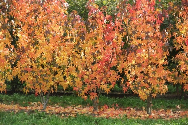 Amberboom 'Worplesdon', Liquidambar styraciflua 'Worplesdon' kopen